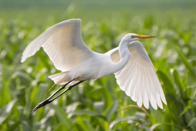 Top 10 Most Beautiful White Birds - Depth World