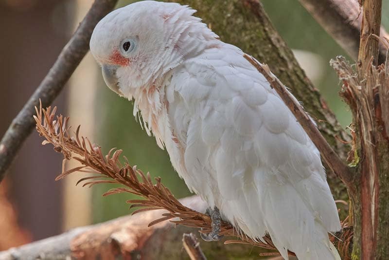Top 10 Most Beautiful White Birds - Depth World